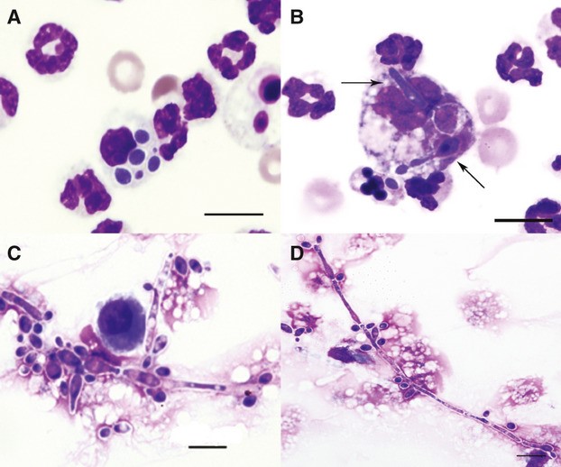 Peritonitis in Canine – Bioguard