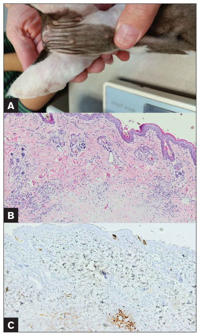 Case study: Feline infectious peritonitis in a cat presented because of ...