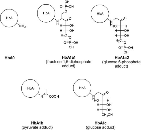 Canine HbA1c – Bioguard