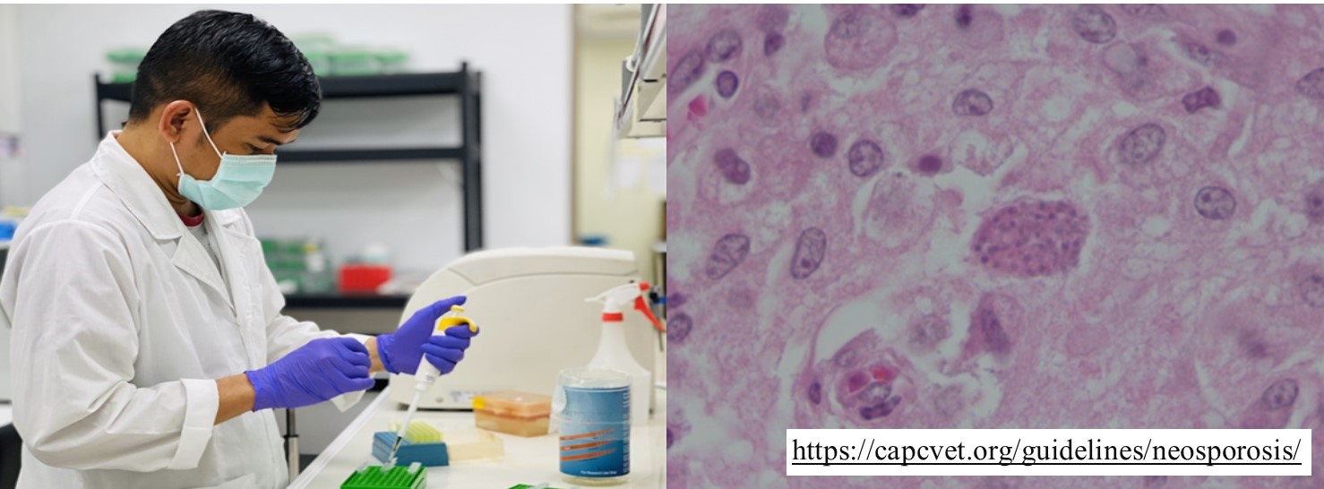 Bioguard Launches New Diagnostic Service: Canine Neosporosis – Bioguard