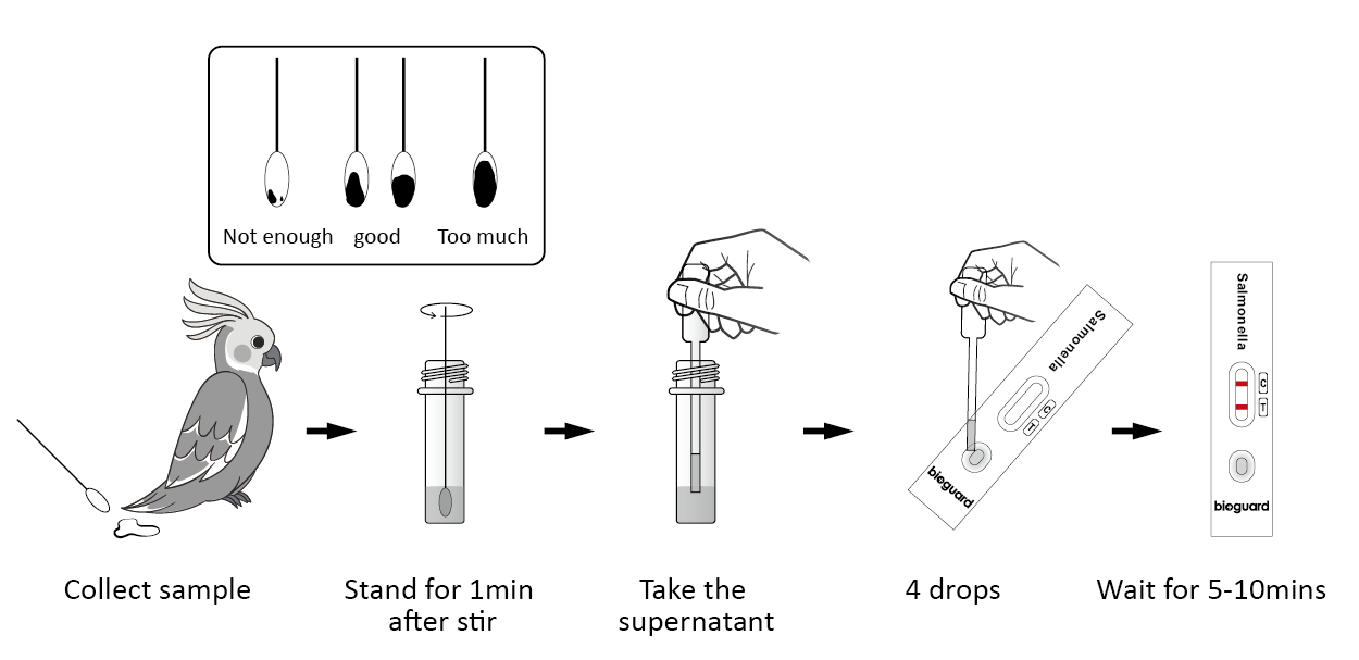 Salmonella Ag Test - Bioguardlabs