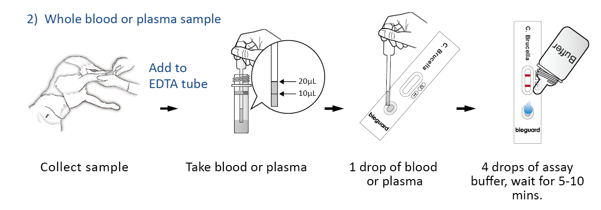 C. Brucella Ab Test - Bioguardlabs
